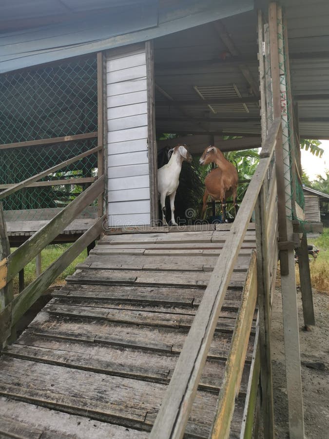 Goats Standing at the Shed Corridor. Stock Image - Image of live ...