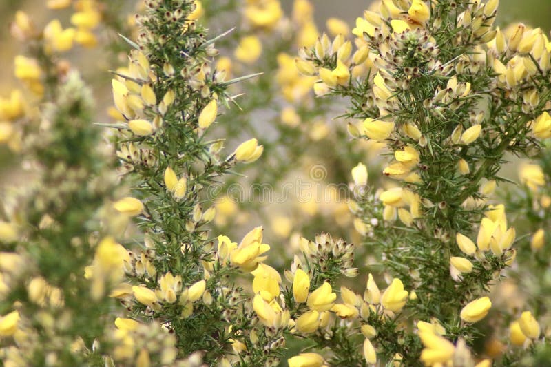 Gorse Bushes Blooming in Spring Stock Photo - Image of herb, branch ...