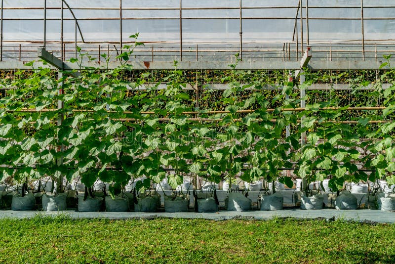 Image of grape farm stock photo. Image of winery, roof - 117638830