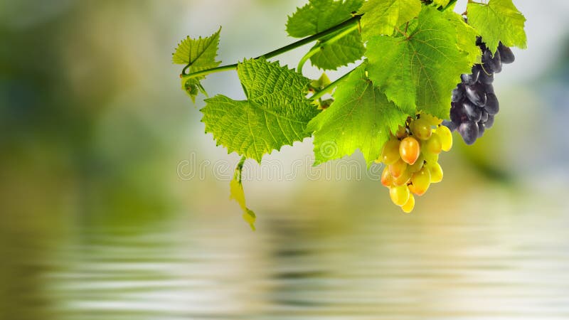 Image of Grapes Over Water in a Garden Close-up Stock Illustration ...