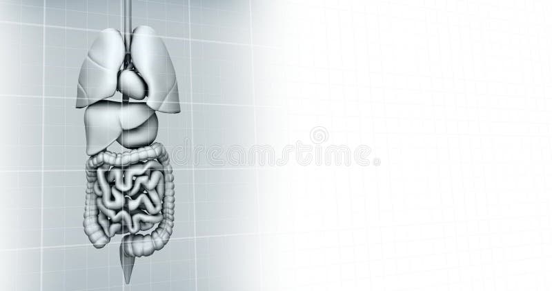 Image of Graph Over Human Organs Model Stock Illustration ...
