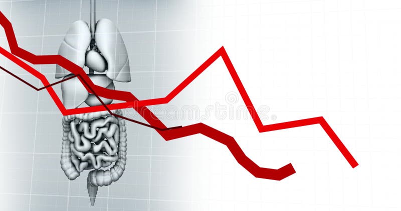 Image of Graph Over Human Organs Model Stock Illustration ...