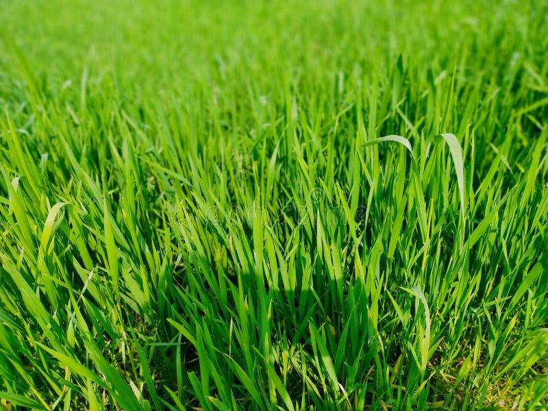 This image grass stock image. Image of lawn, soil, field - 209555035
