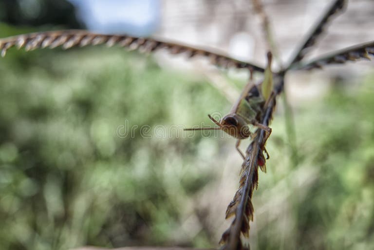 Grasshopper Hanging on the Tall Wild Grass Stalk. Stock Photo - Image ...