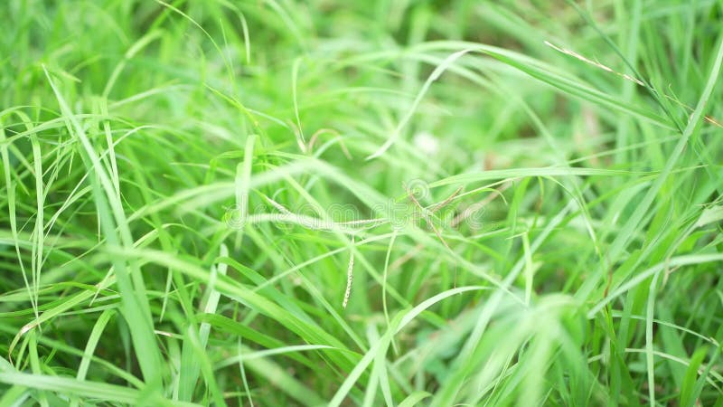 HD of a Grasshopper Jumping Stock Footage - Video of beetle ...
