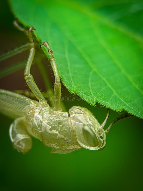 Image of a Grasshopper S Shell Stock Photo - Image of animals, green ...