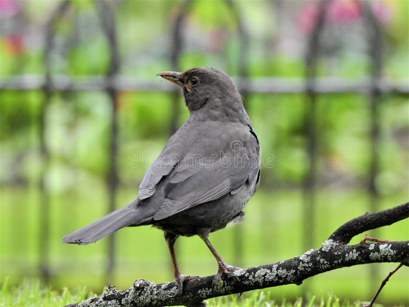Dull Picture of a Bird Dwelling on a Tree Stock Photo - Image of dull ...