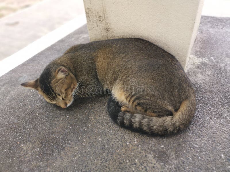 Gray Stray Cat Sleeping on the Concrete Bench. Stock Image - Image of ...