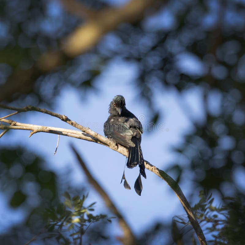 Greater Racket-tailed Drongo Bird in Nepal Stock Image - Image of ...
