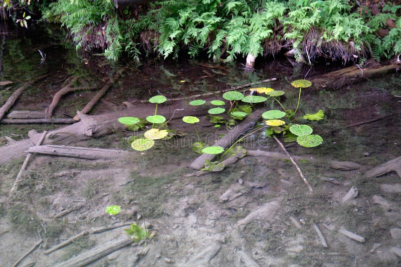 Image of Green in an Abandoned Pond with Tree Branches Stock Image ...