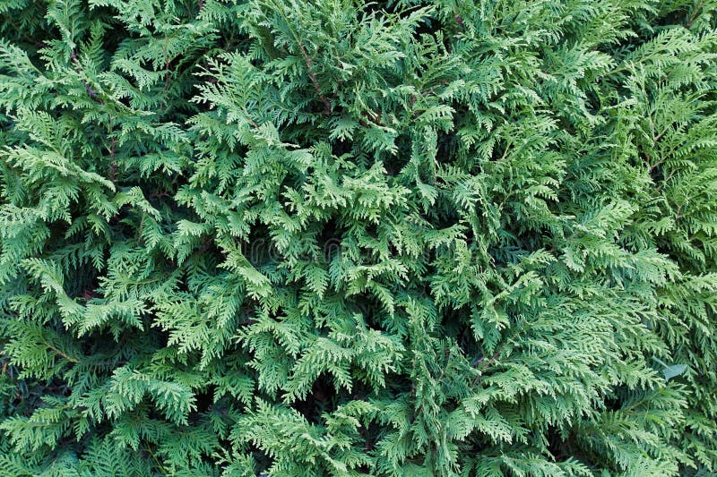 Green Background from Thuja Plant Stock Photo - Image of background ...