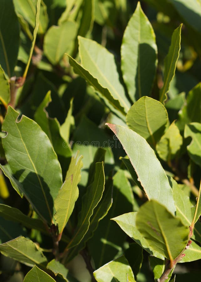 Image of Green Bay Tree Leaves / Shoots Laurel / Laurus Nobilis Stock ...