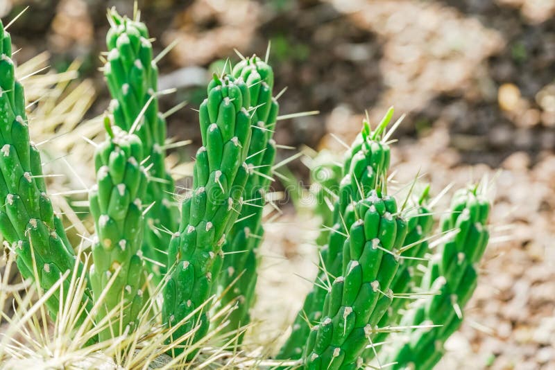 Image of a Green Cactus with Spines in Open Ground Stock Photo - Image ...
