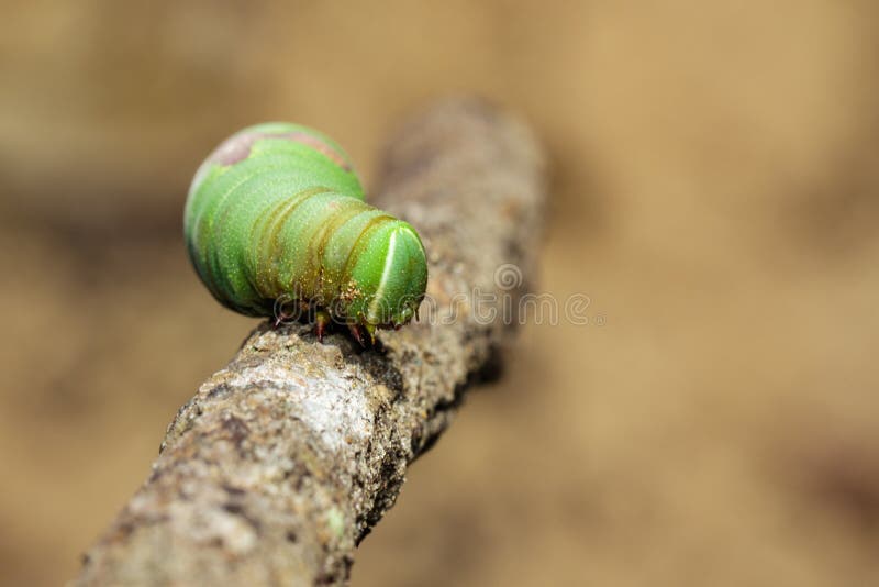 Image of Green Caterpillar on a Branch. Insect Stock Photo - Image of ...