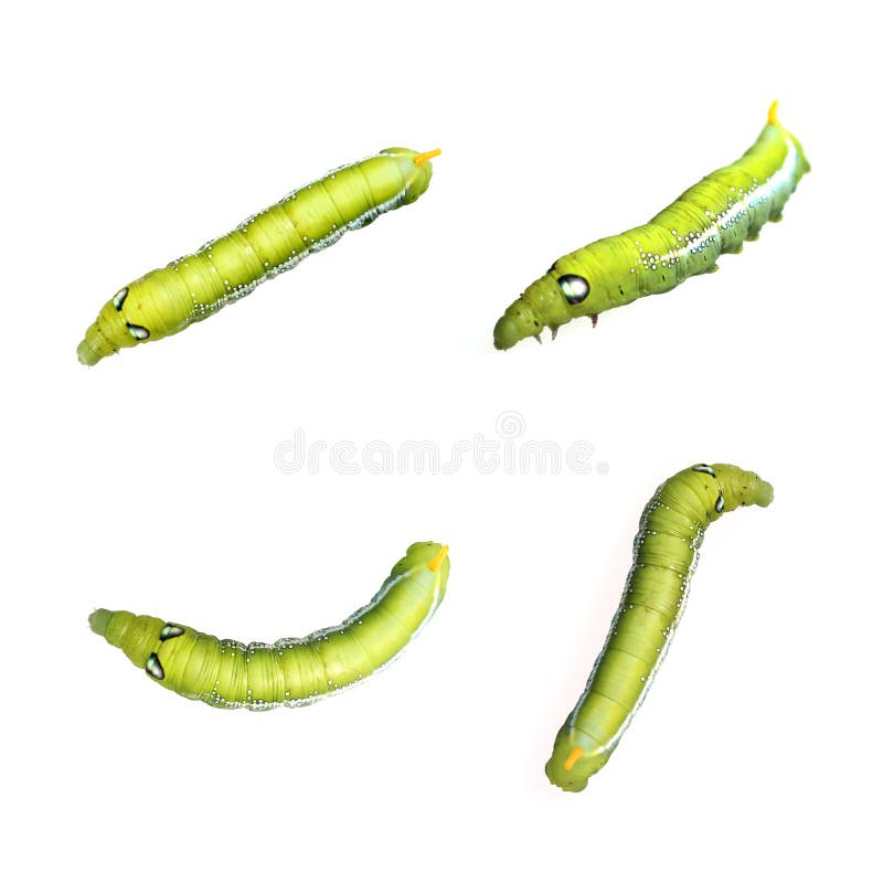 Image of Caterpillars of Common Mime Isolated on White Background ...
