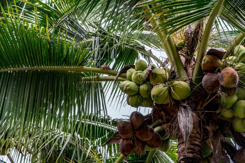 Green Coconut trees stock image. Image of rural, asia - 108429509