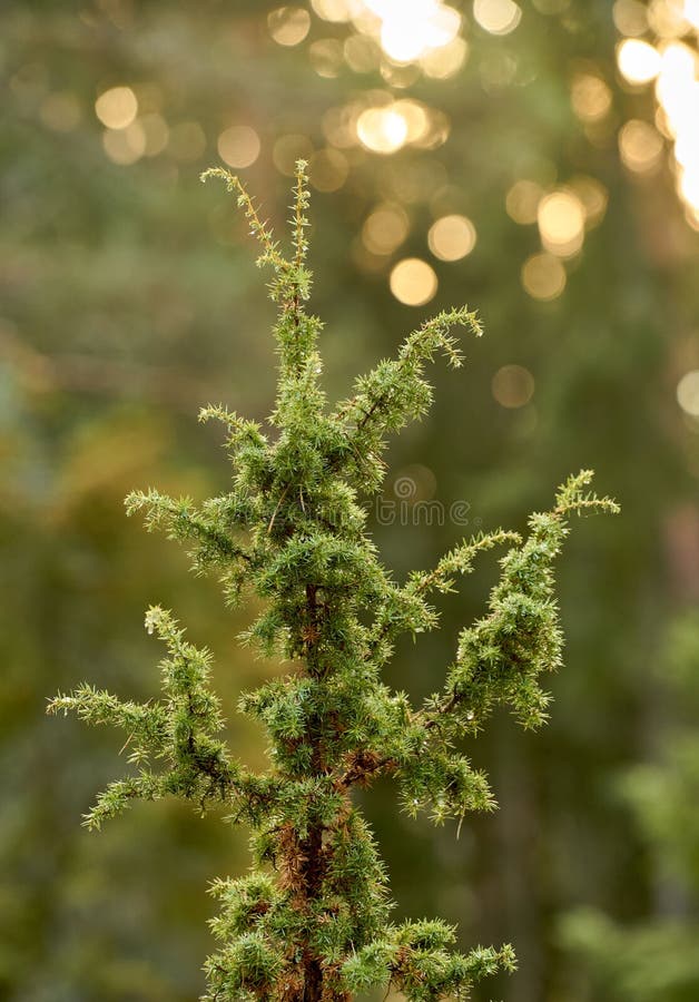 Image of a Green Common Juniper Plant with a Blurred Background Full of ...