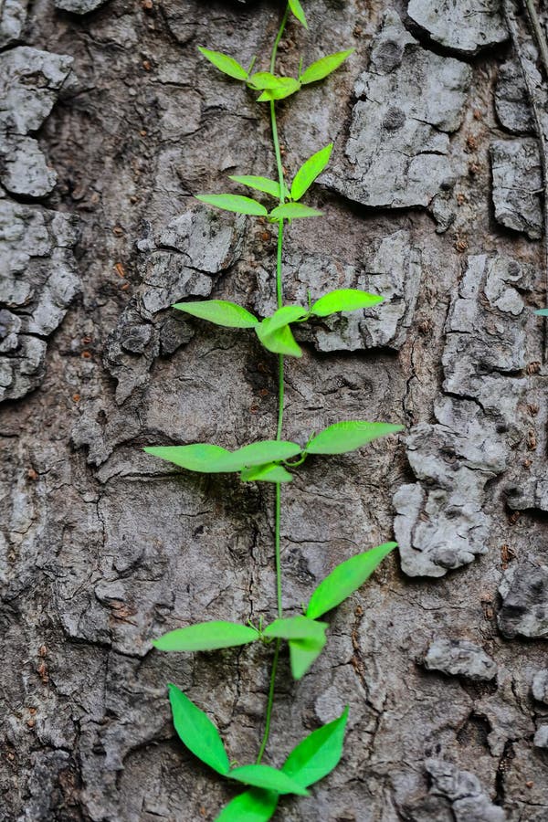Image of a Green Creeper Stem with Leaves with High Contrast Climbing ...