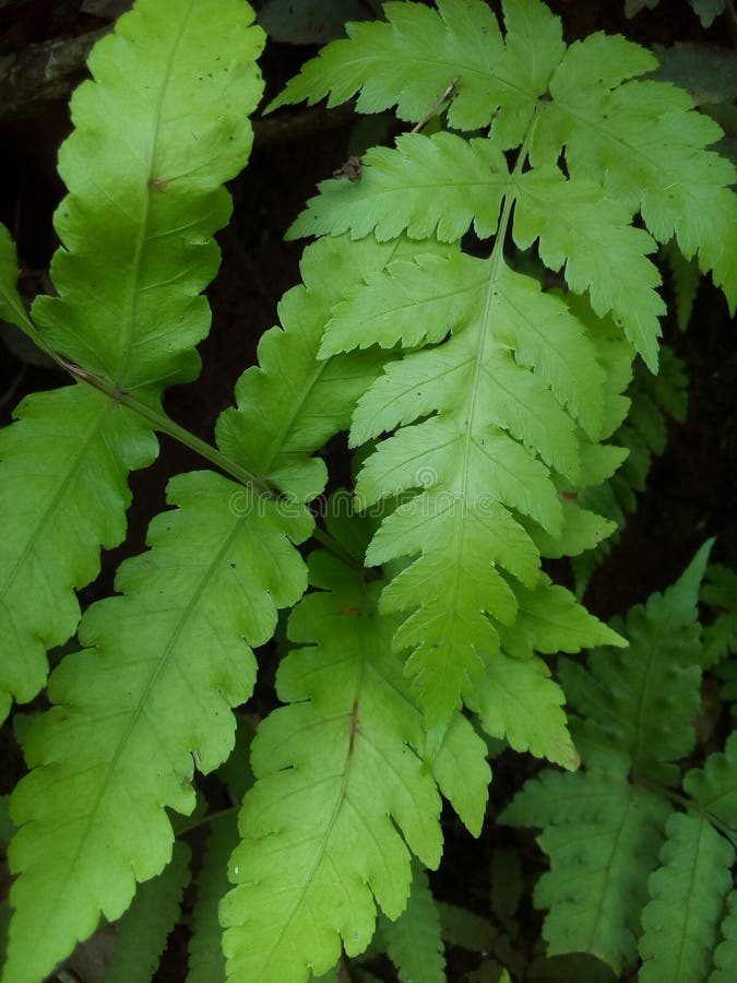Image of a Green Fern that Looks Fresh Stock Image - Image of fresh ...