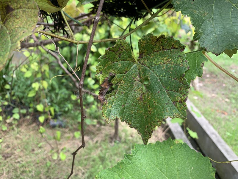 An Image of Green Grape Leaves Stock Photo - Image of leave, green ...