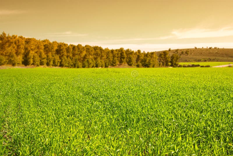 Image Green Grass Field and Trees in Forest. Image is Retro Toned Stock ...