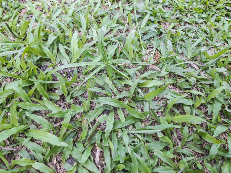 An Image of a Green Grass Plant Stock Image - Image of fertile, field ...