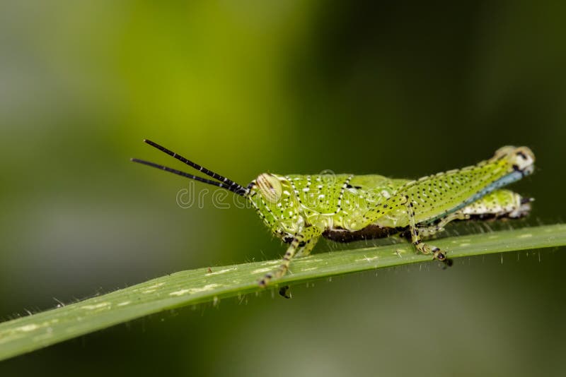 Image of Green Legume Pod Bug Hemiptera Isolated on White Background ...