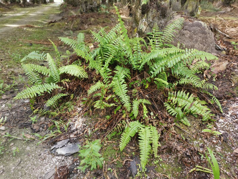 Green Leafy Brittle Bladder Fern Stock Image - Image of foliage, growth ...