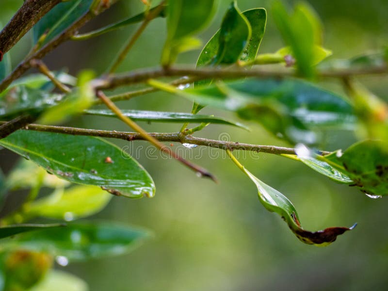 Green Leaves of a Tree with Drops of Dew Stock Image - Image of leaves ...