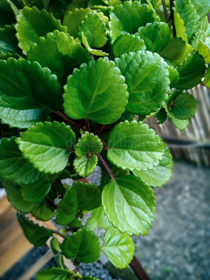 An Image of Green Mint Leaves Hanging on a Pole Stock Photo - Image of ...
