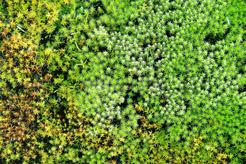 Image of Green Moss Structure Stock Photo - Image of marsh, bryology ...