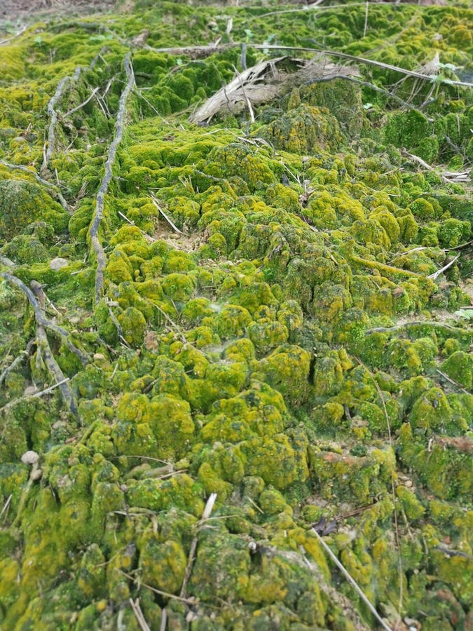 Green Mossy and Algae Growing on the Soil Surface. Stock Photo - Image ...