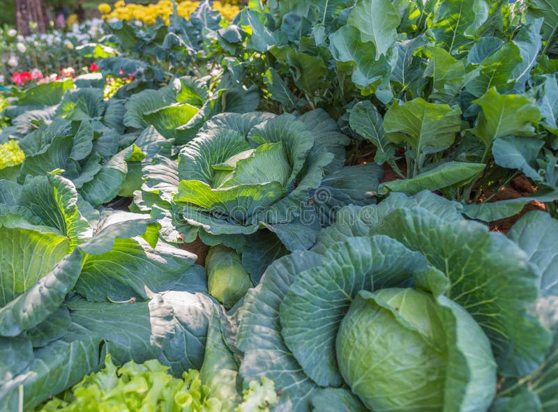 Green Cabbage Growing on the Ground. Stock Image - Image of cultivation ...
