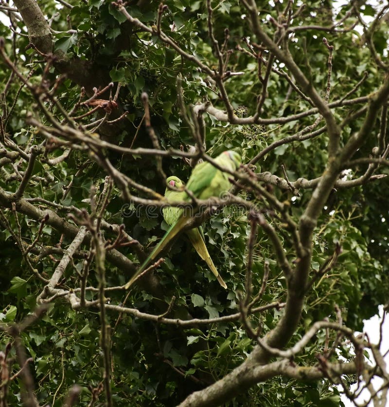 Parakeets Perched in a Tree Stock Photo - Image of roseringedparakeet ...