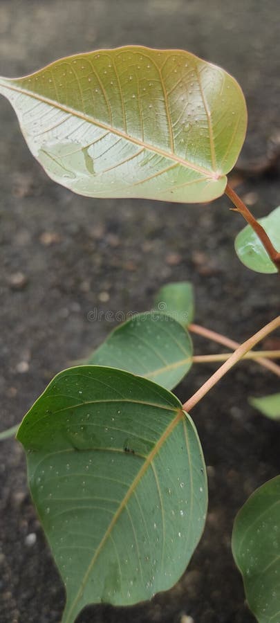 Image of Green Peepal Plant Stock Image - Image of peepal, plant: 224296645