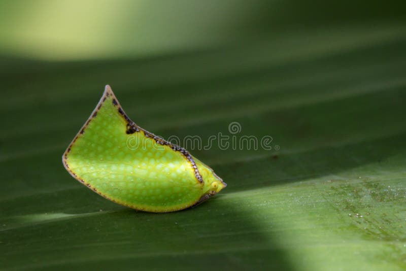 Image of Green Legume Pod Bug Hemiptera Isolated on White Background ...