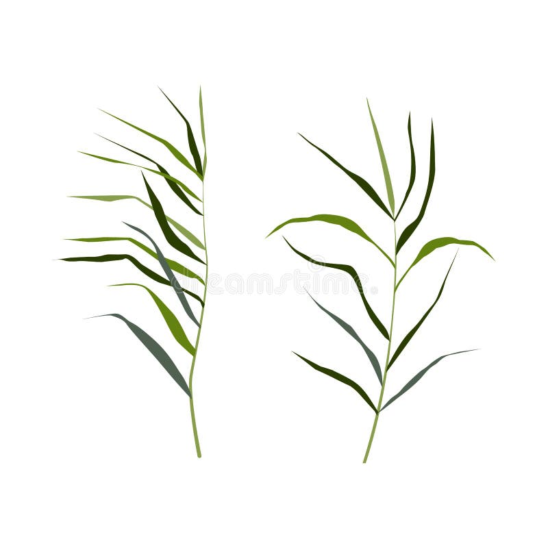 Image of a Green Reed or Bulrush on a White Background.Isolated Vector ...