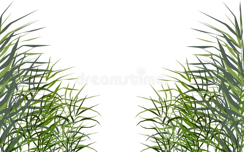 Image of a Green Reed or Bulrush on a White Background.Isolated Vector ...