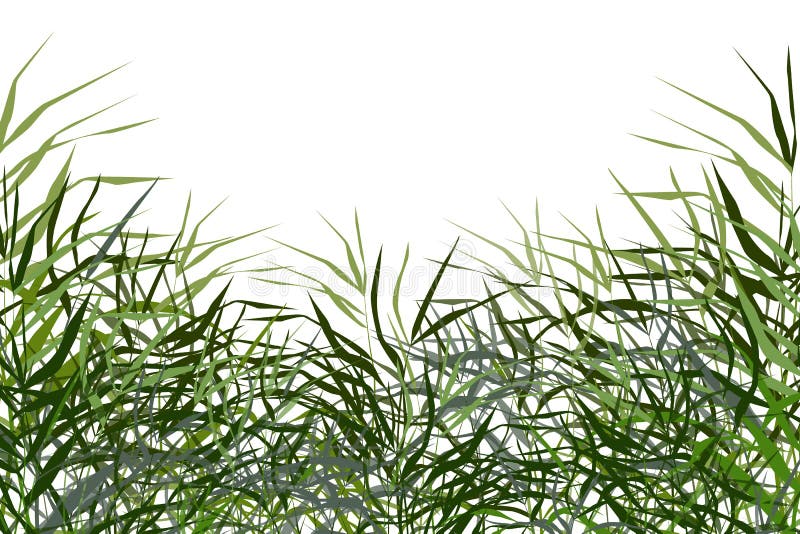 Image of a Green Reed or Bulrush on a White Background.Isolated Vector ...