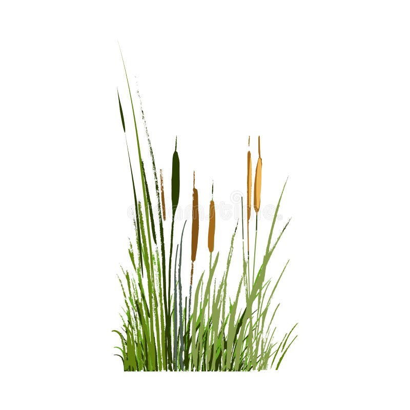 Image of a Green Reed or Bulrush on a White Background.Isolated Vector ...