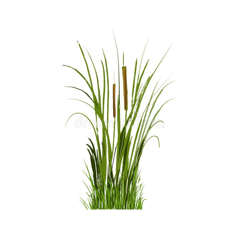 Image of a Green Reed or Bulrush on a White Background.Isolated Vector ...