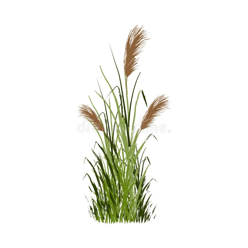 Image of a Green Reed or Bulrush on a White Background.Isolated Vector ...