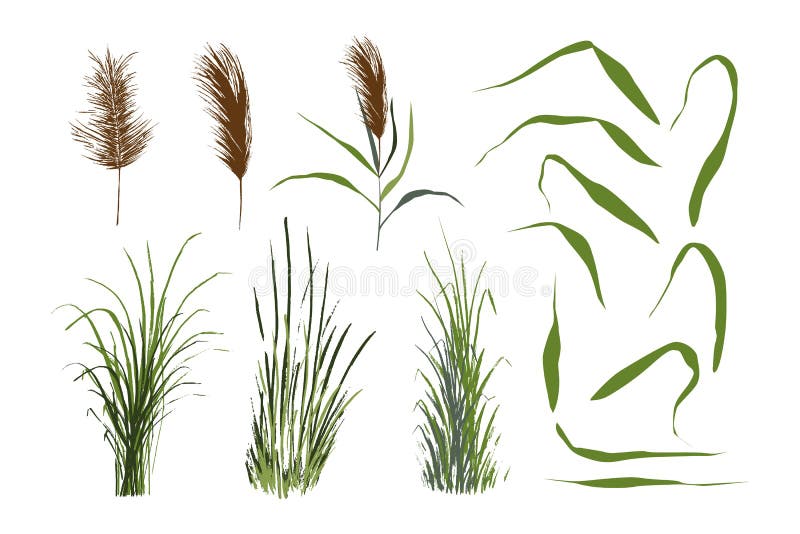 Image of a Green Reed or Bulrush on a White Background.Isolated Vector ...