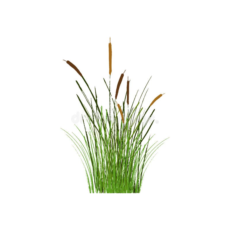 Image of a Green Reed or Bulrush on a White Background.Isolated Vector ...