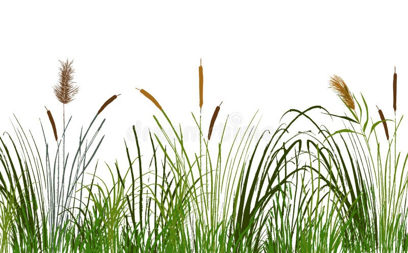 Image of a Green Reed or Bulrush on a White Background.Isolated Vector ...