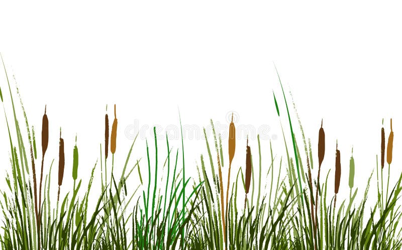 Image of a Green Reed or Bulrush on a White Background.Isolated Vector ...