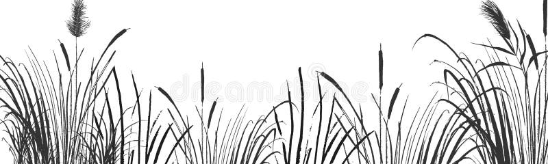 Image of a Green Reed or Bulrush on a White Background.Isolated Vector ...