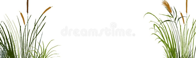 Image of a Green Reed or Bulrush on a White Background.Isolated Vector ...