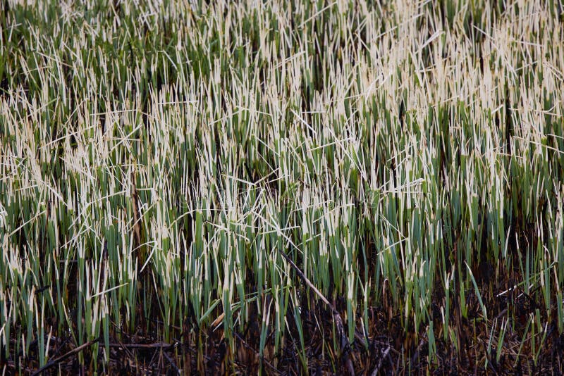 Image of green reeds stock image. Image of nature, mire - 275406187