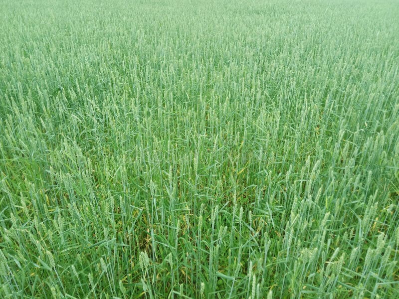 Image of Green Rye Field stock photo. Image of agriculture - 188795354